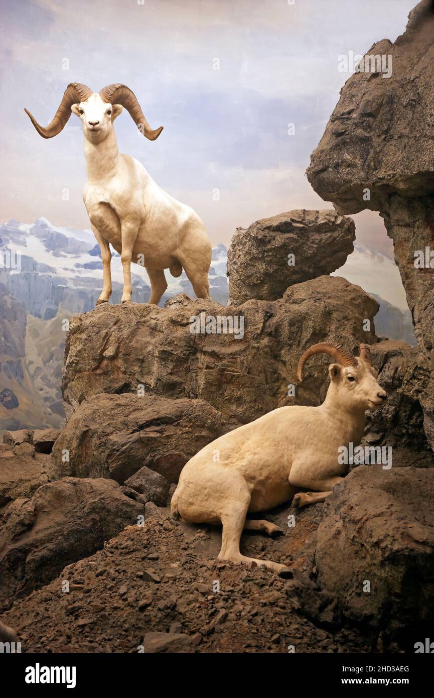 Diorama display with Bighorn Sheep at the Natural History Museum, Los ...