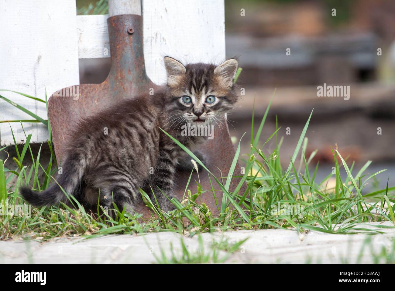 scared little kitten in the green grass. The little kitten ran away ...