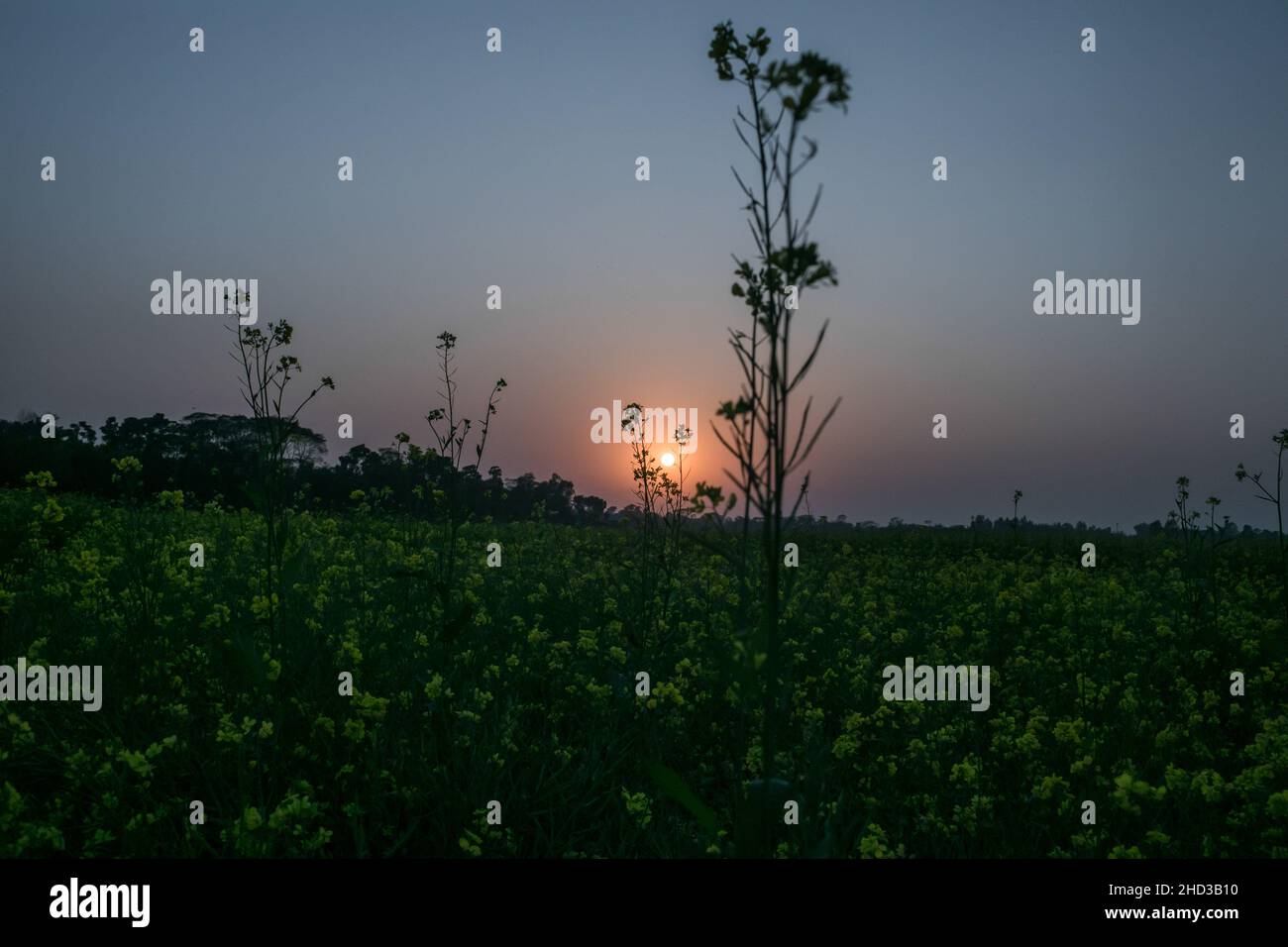 Dhaka, Bangladesh. 31st Dec, 2021. A yellow Mustard Field is pictured ...