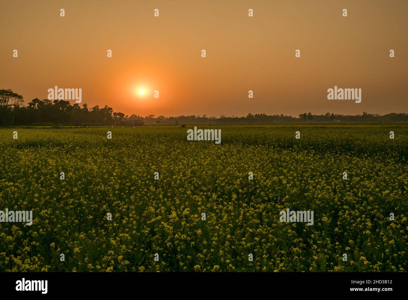 Dhaka, Bangladesh. 31st Dec, 2021. A yellow Mustard Field is pictured ...