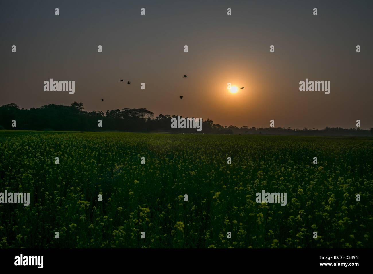 A yellow Mustard Field is pictured during sunset on the outskirts of ...