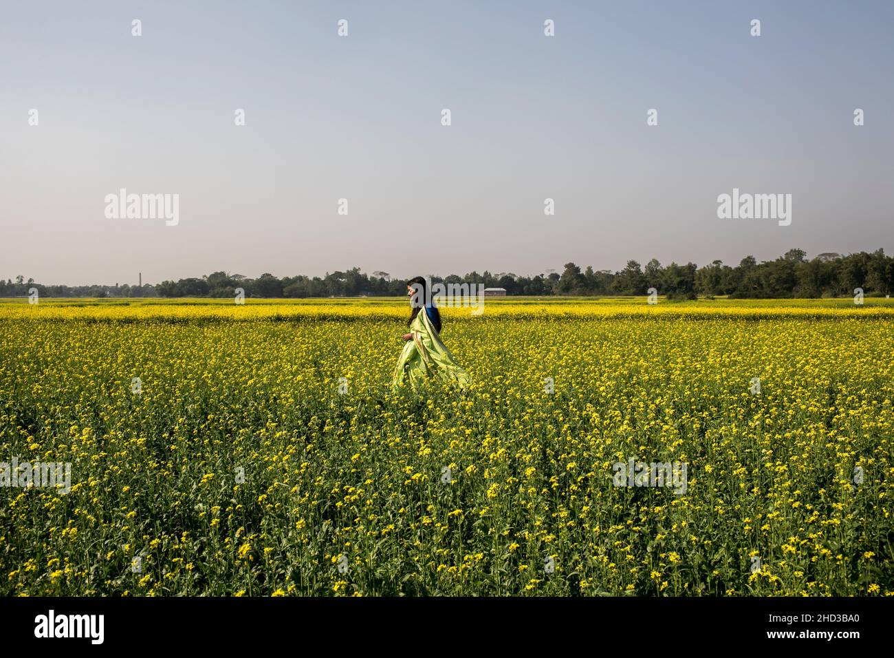 A woman walks through a yellow Mustard Field on the outskirts of Dhaka ...