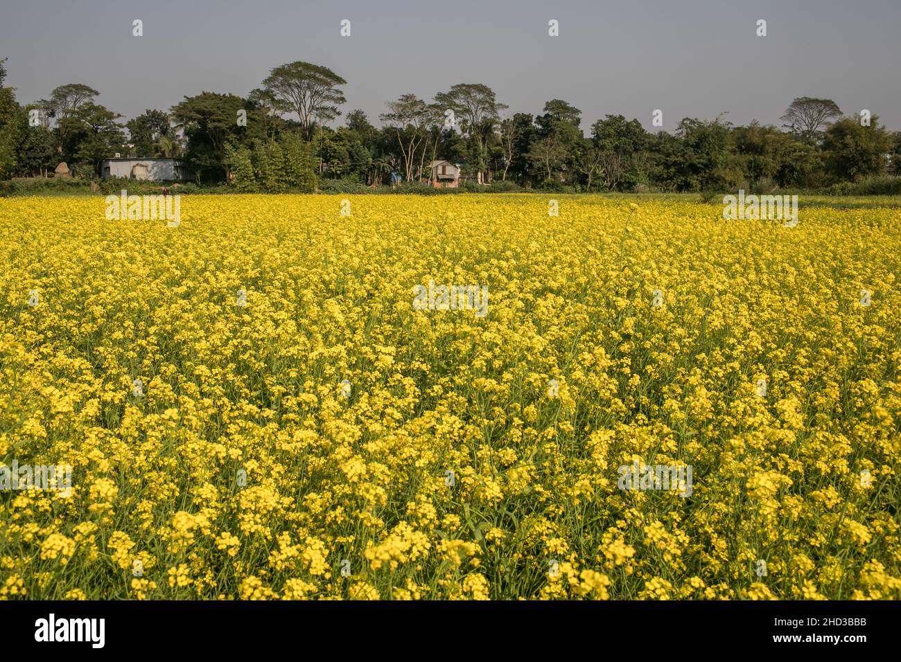 General View of a yellow Mustard Field on the outskirts of Dhaka ...