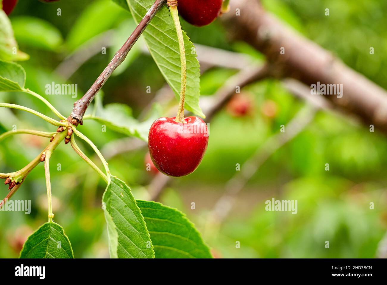 Single growing cherry hi-res stock photography and images - Alamy