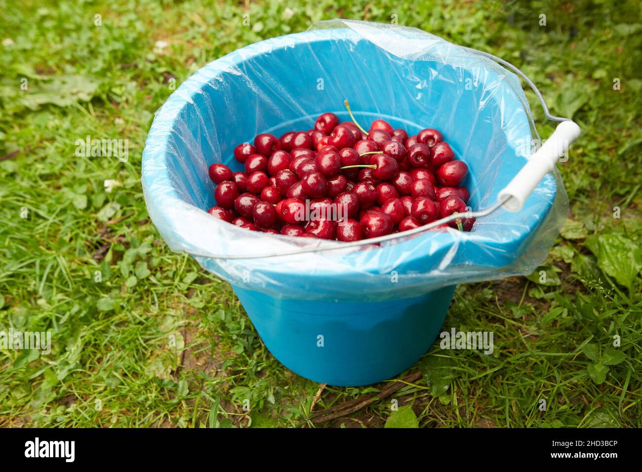 Bucket of Fresh Red Cherries on Grassy Ground Stock Photo - Alamy