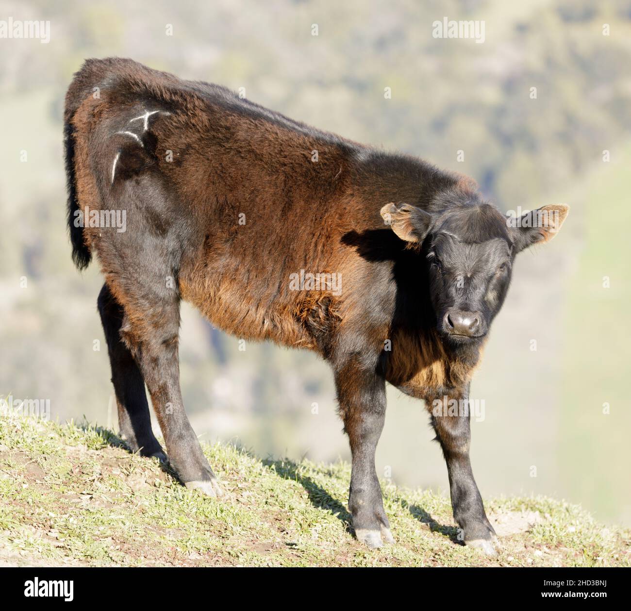 Calf Cow Grazing. Las Trampas Wilderness Regional Preserve, California ...