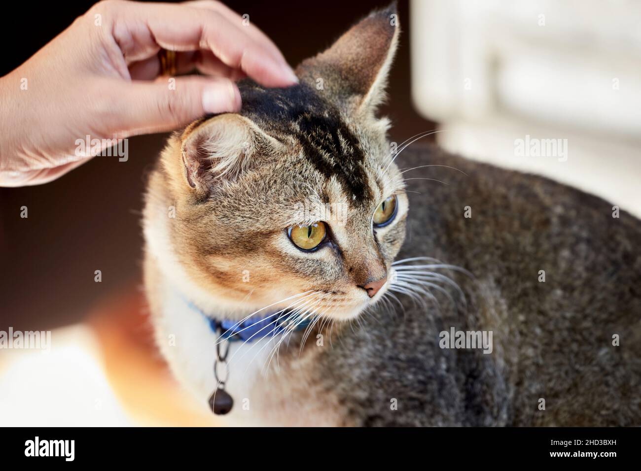Cat with human hand hi-res stock photography and images - Alamy
