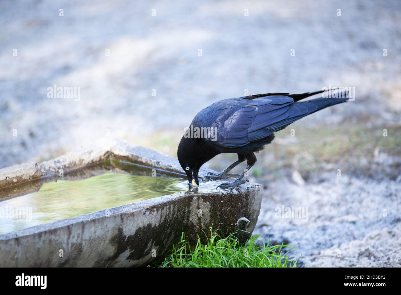 Australian torresian crow hi-res stock photography and images - Alamy