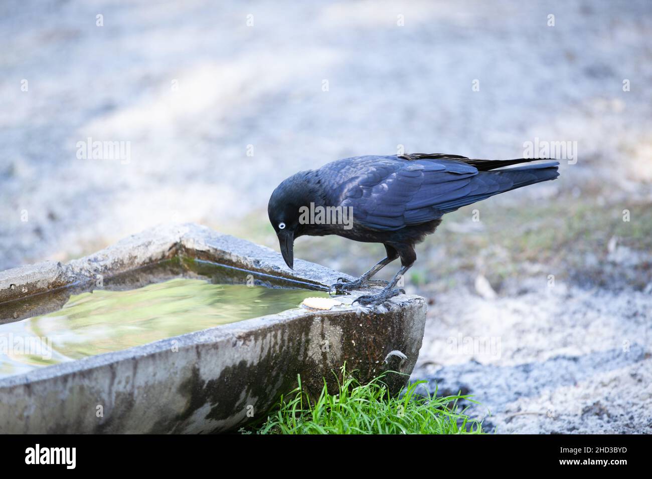 Crows eggs hi-res stock photography and images - Alamy