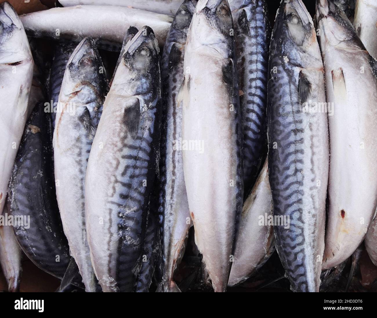 Mackerel eye close up hi-res stock photography and images - Alamy