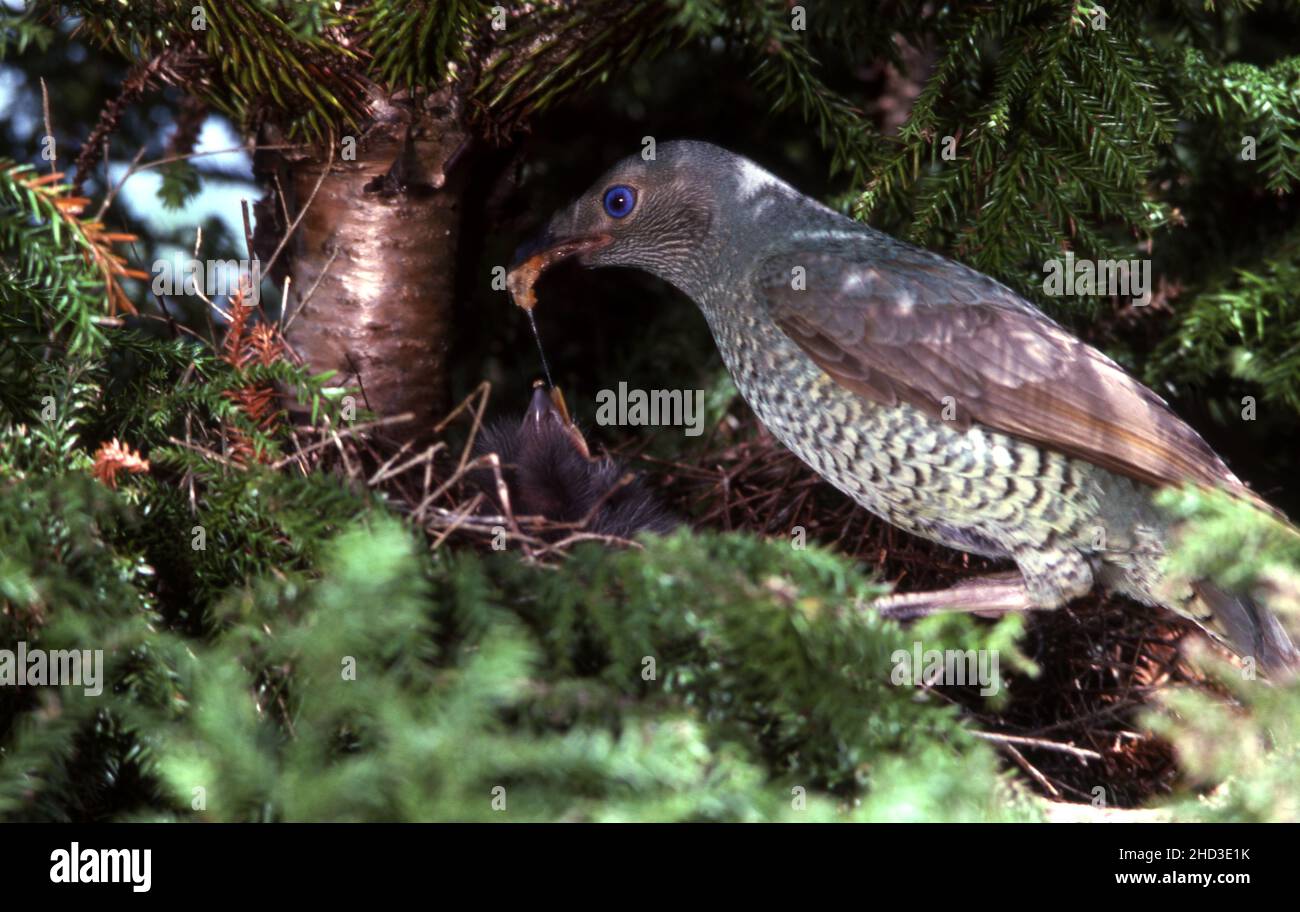 FEMALE SATIN BOWERBIRD FEEDING YOUNG, LAMINGTON NATIONAL PARK ...