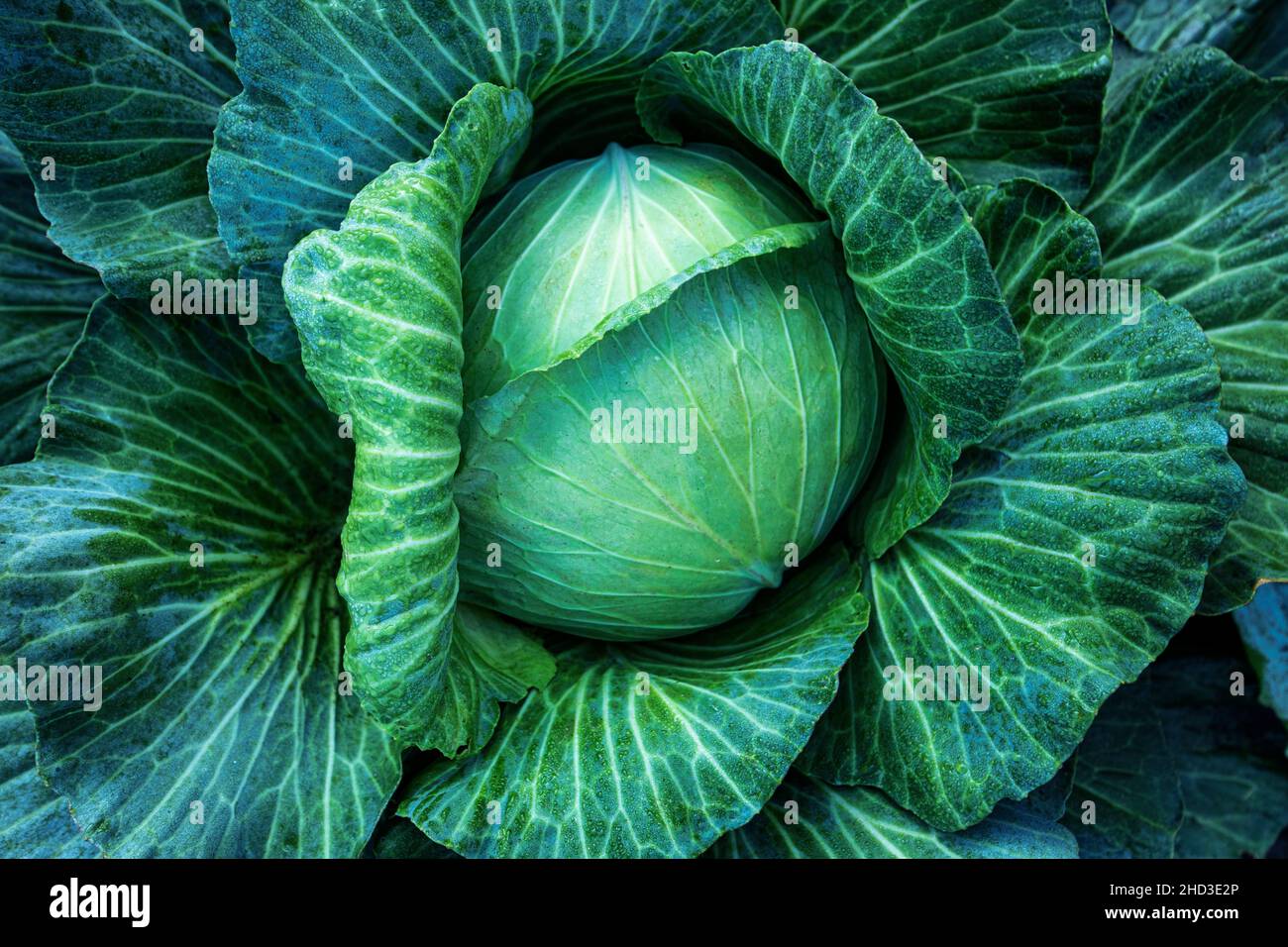 Cabbage, vegetarian food, natural green background. Young fresh cabbage ...