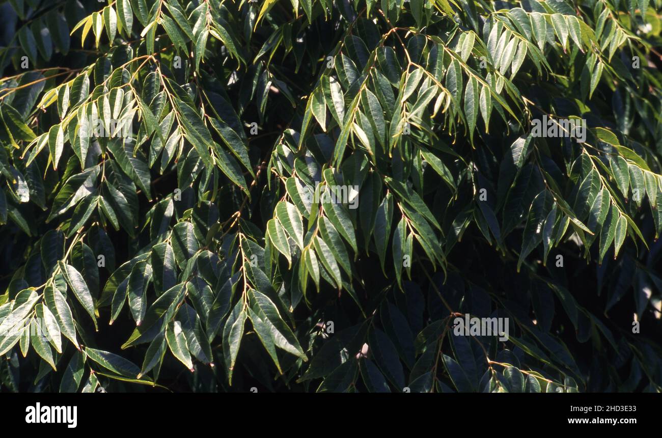 LEAVES OF THE KOELREUTERIA ELEGANS SUBSP. FORMOSANA TREE (NOT IN FLOWER ...