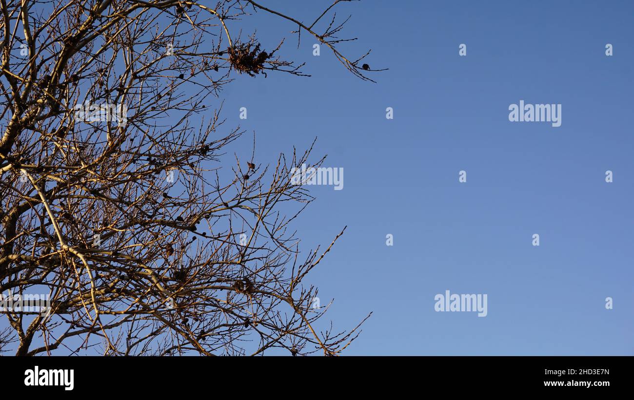 Dark tree branches against a bright blue sky without clouds Stock Photo ...
