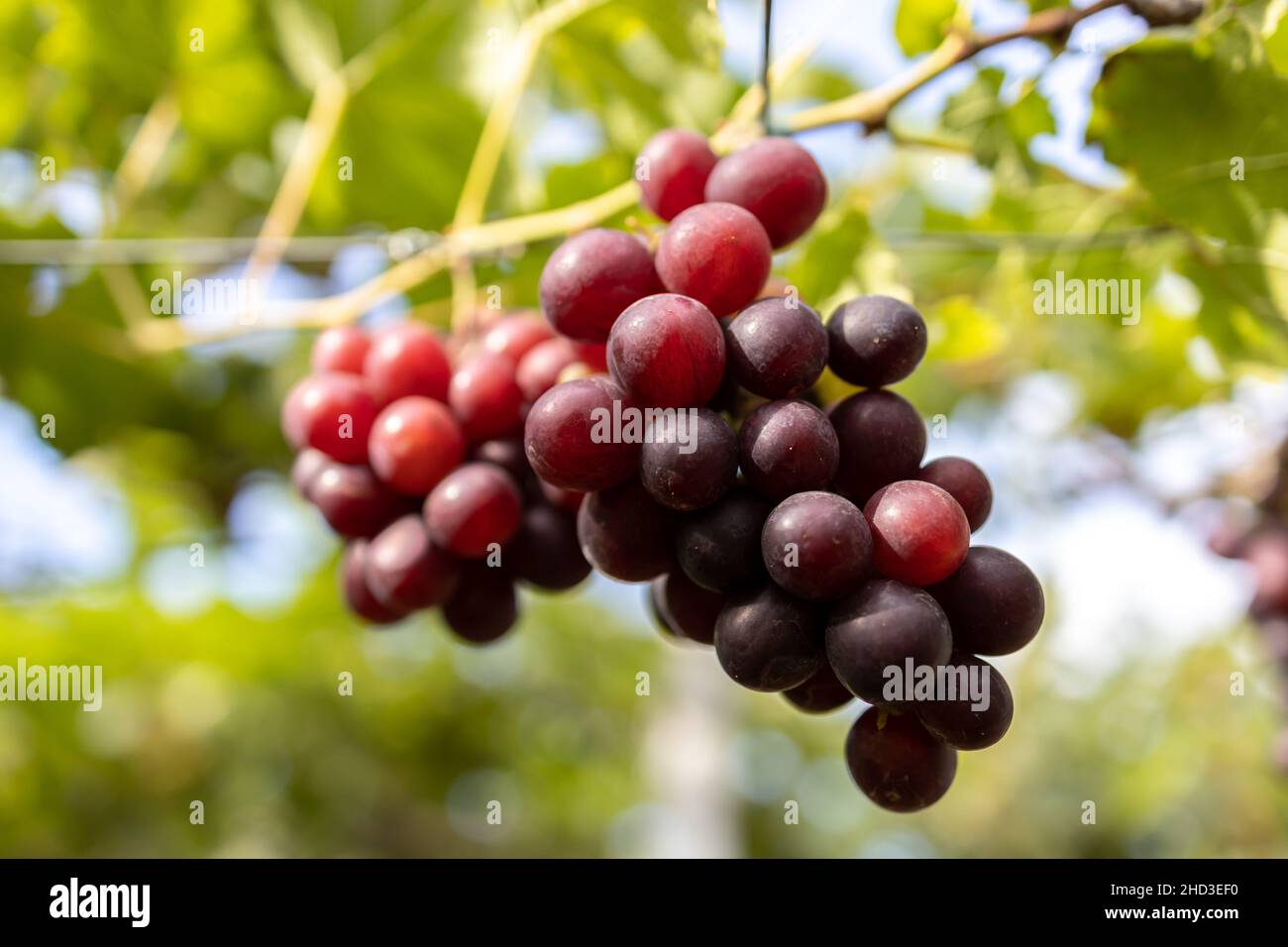 fresh grape in the Farm at Philippines Stock Photo - Alamy