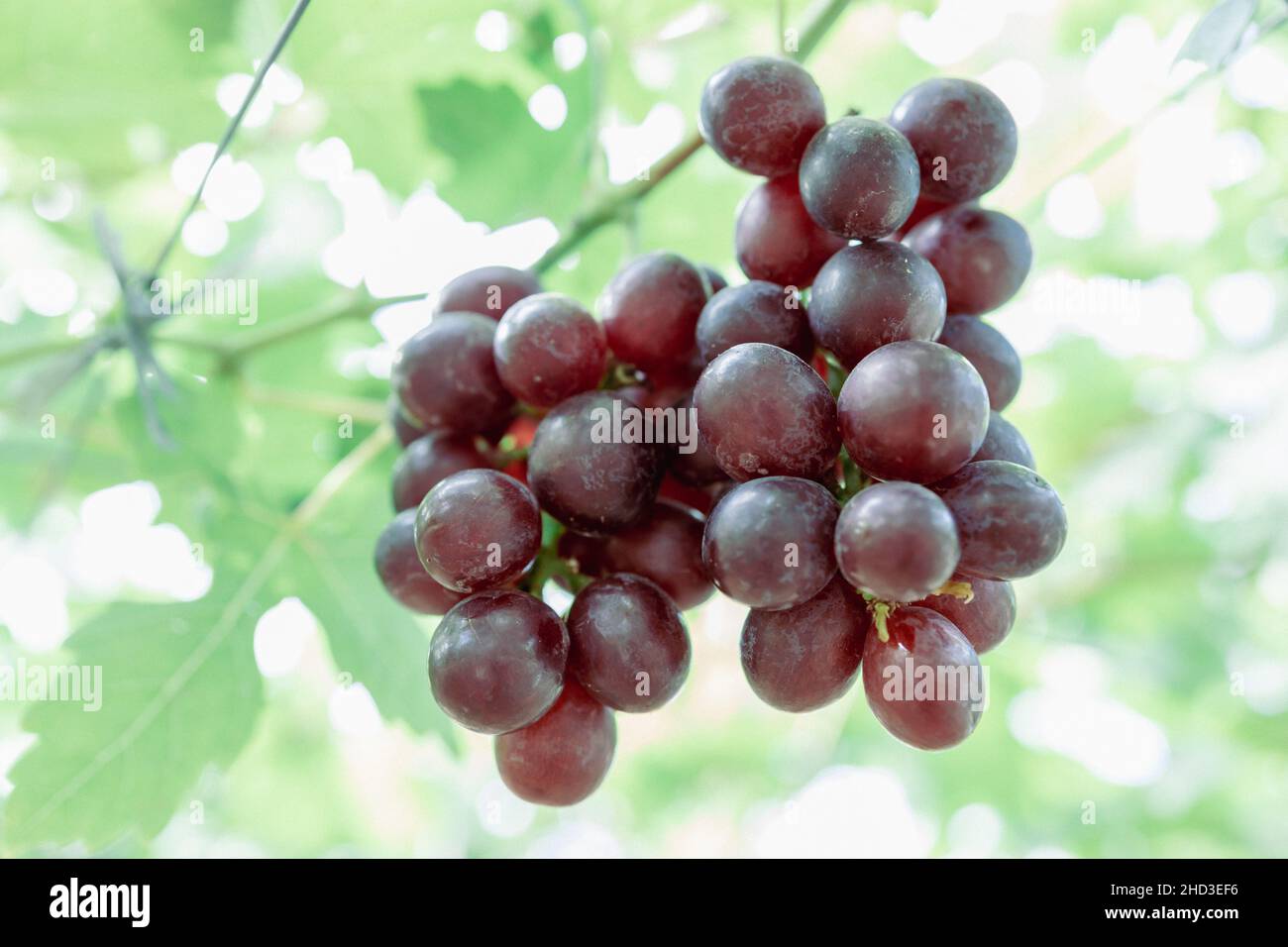 fresh grape in the Farm at Philippines Stock Photo - Alamy
