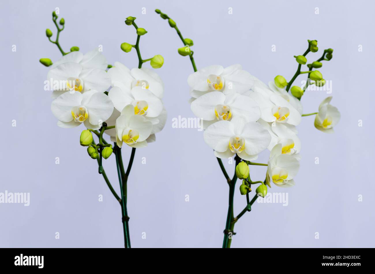 Two branches of blooming white color Phalaenopsis orchids (Moon orchid ...