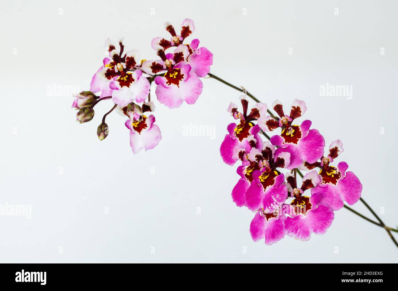 Two branches of Pink blooming Dancing Lady Orchid (Oncidium Varicosum ...