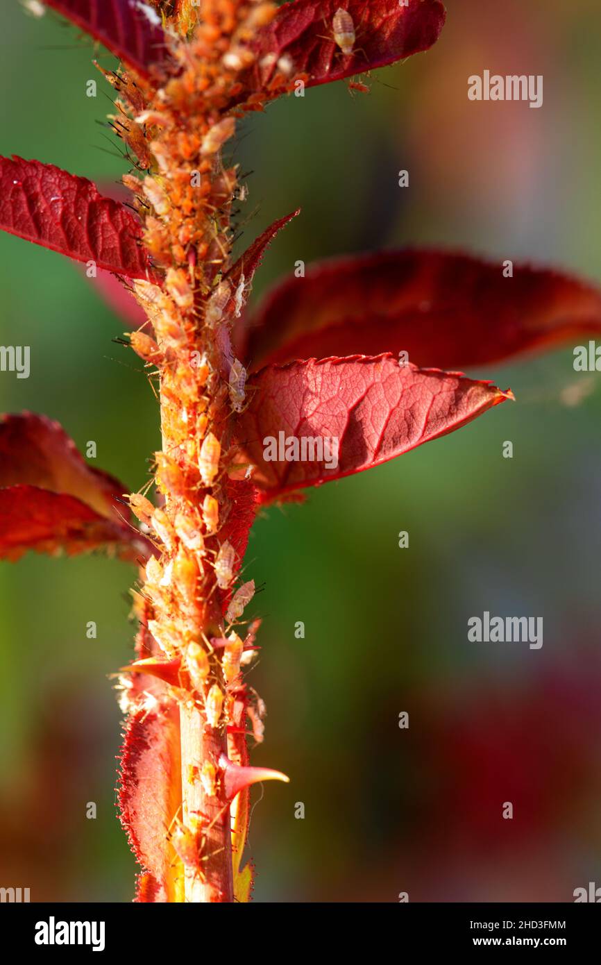 Colorful aphids on roses, pests damage the plant and spread diseases ...