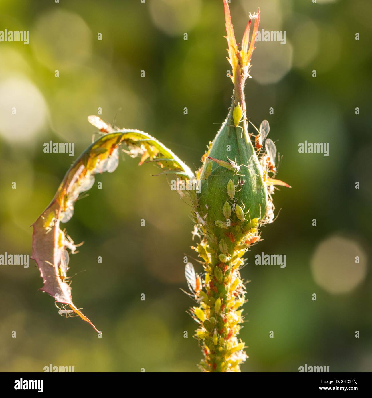 Colorful aphids on roses, pests damage the plant and spread diseases ...