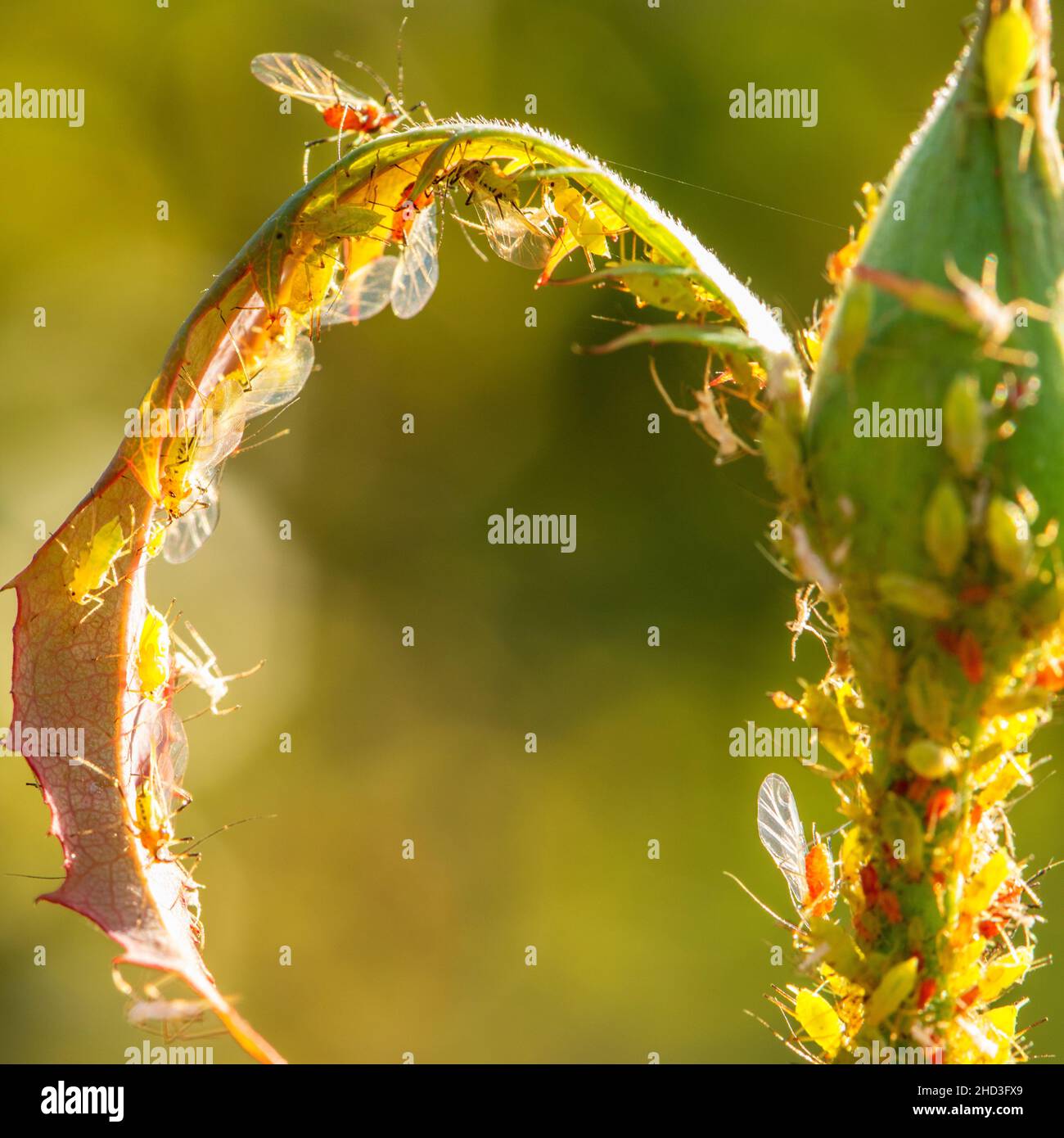 Colorful aphids on roses, pests damage the plant and spread diseases ...