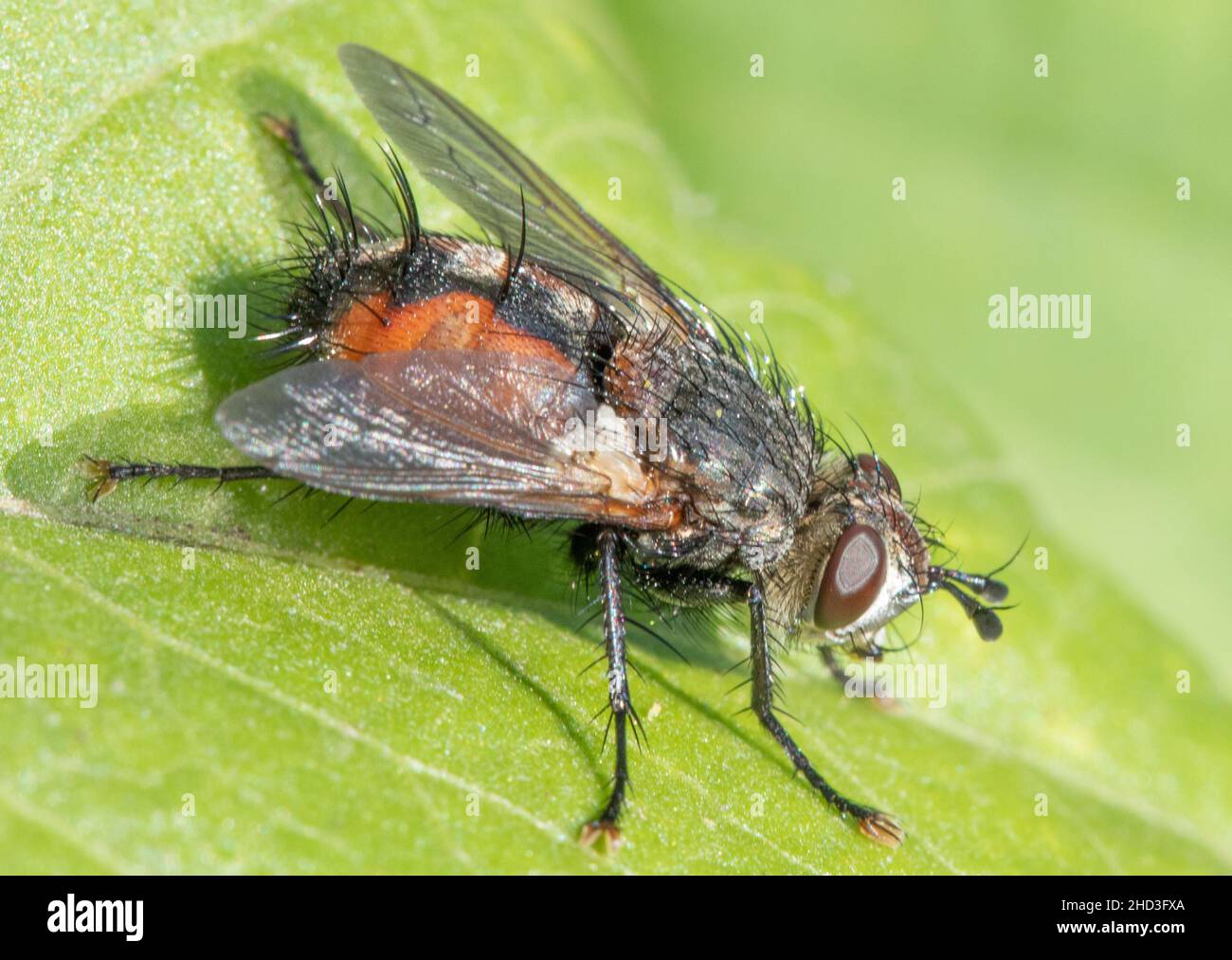 Fly with yellow belly hi-res stock photography and images - Alamy
