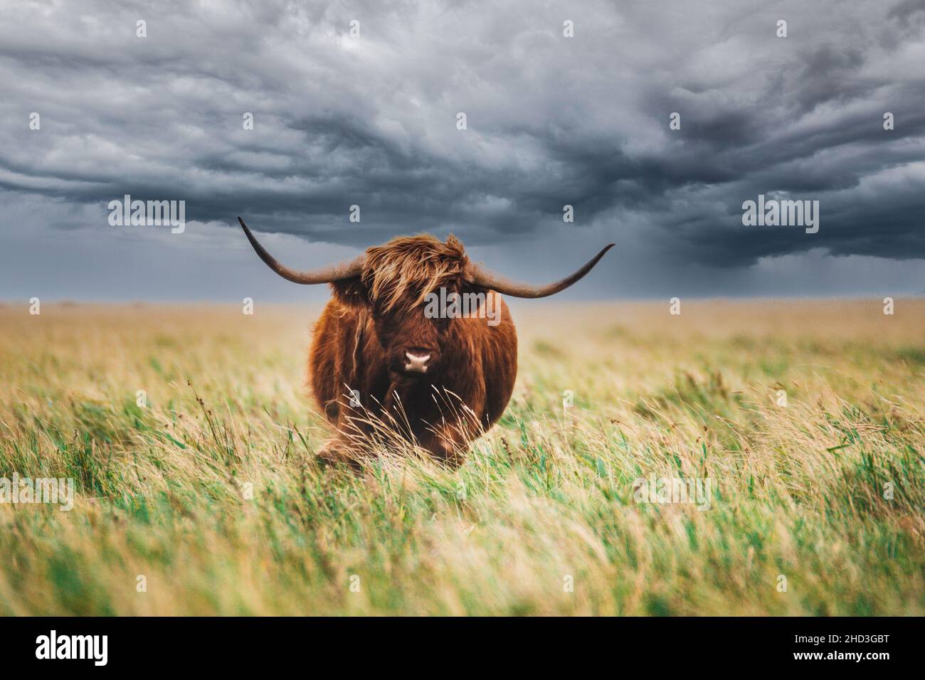 Buffalo in storm Stock Photo - Alamy
