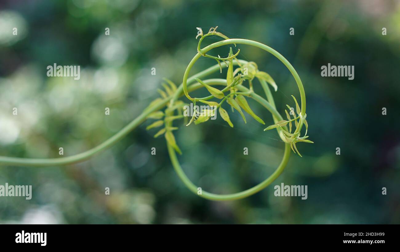 Close-up photos of vine looping into infinity figure Stock Photo - Alamy