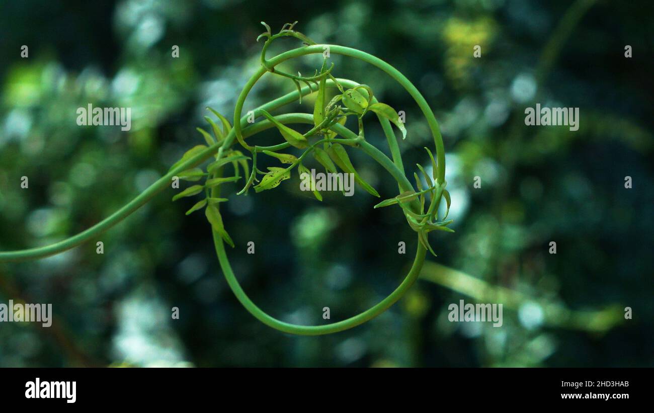 Close-up photos of vine looping into infinity figure Stock Photo - Alamy