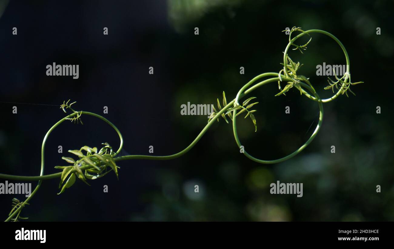 Close-up photos of vine looping into infinity figure Stock Photo - Alamy