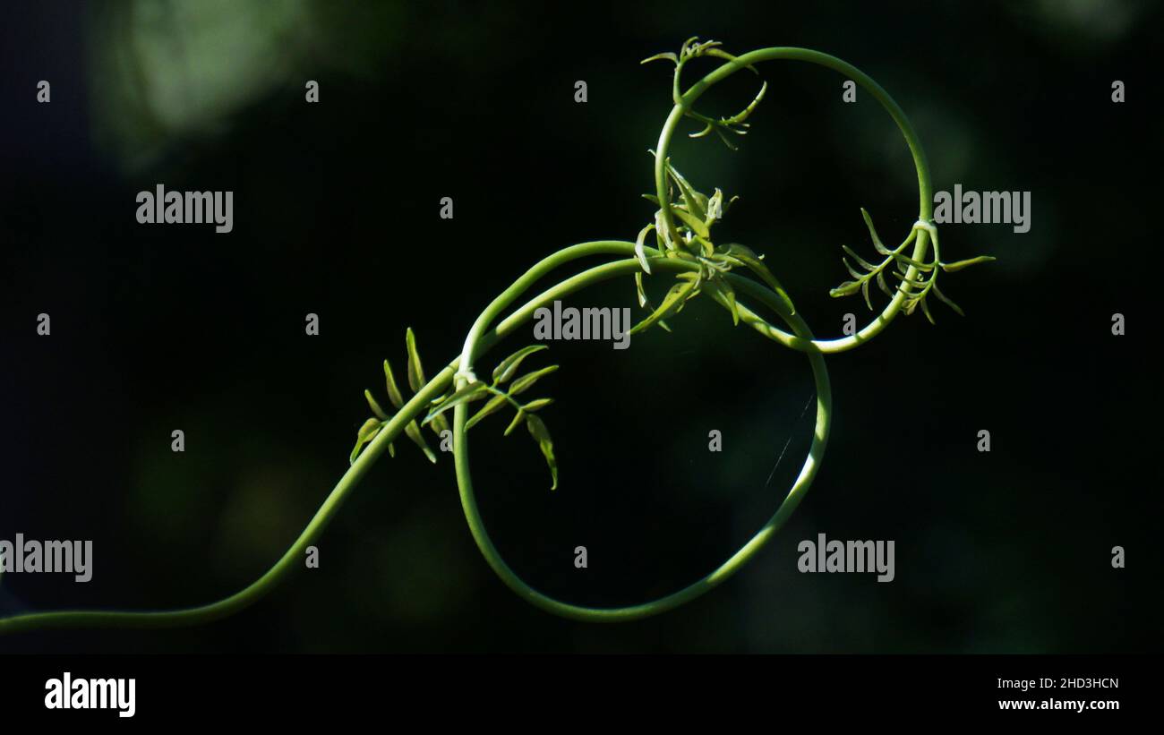 Close-up photos of vine looping into infinity figure Stock Photo - Alamy