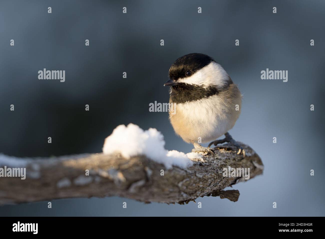 Washington state black capped hi-res stock photography and images - Alamy