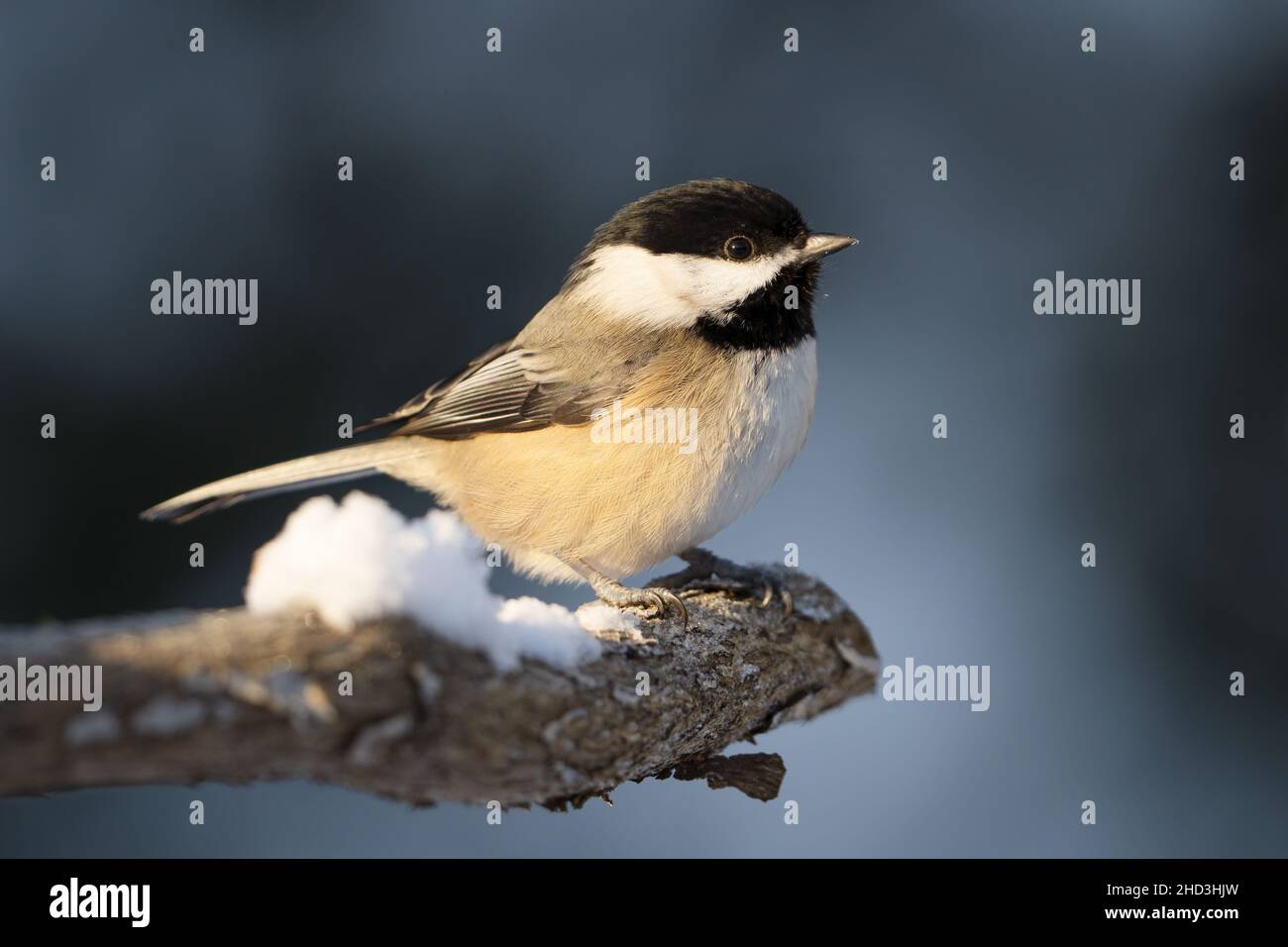 Washington state black capped hi-res stock photography and images - Alamy