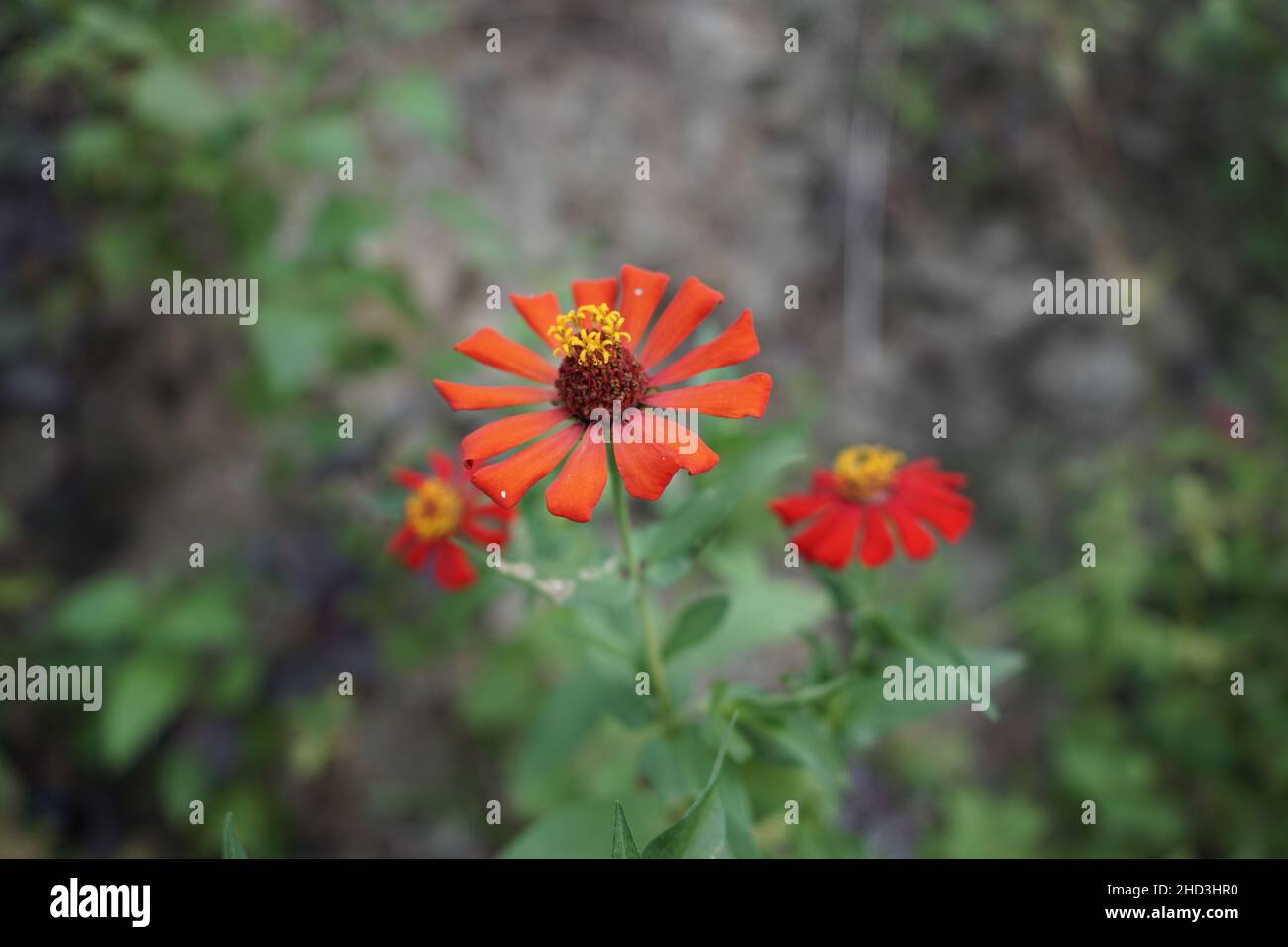 red flowwer in the garden Stock Photo - Alamy