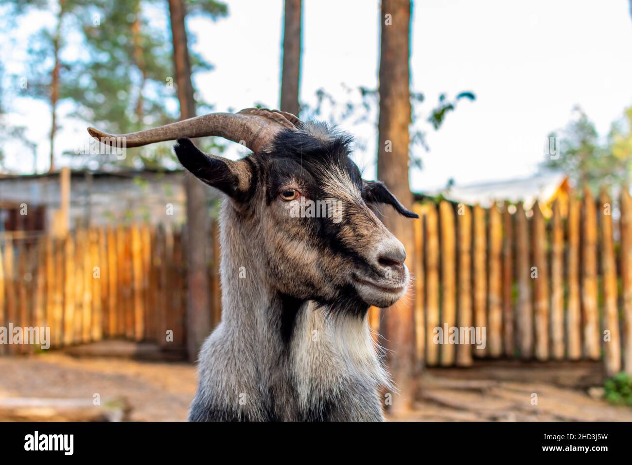 Domestic goat looking over fence hi-res stock photography and images ...