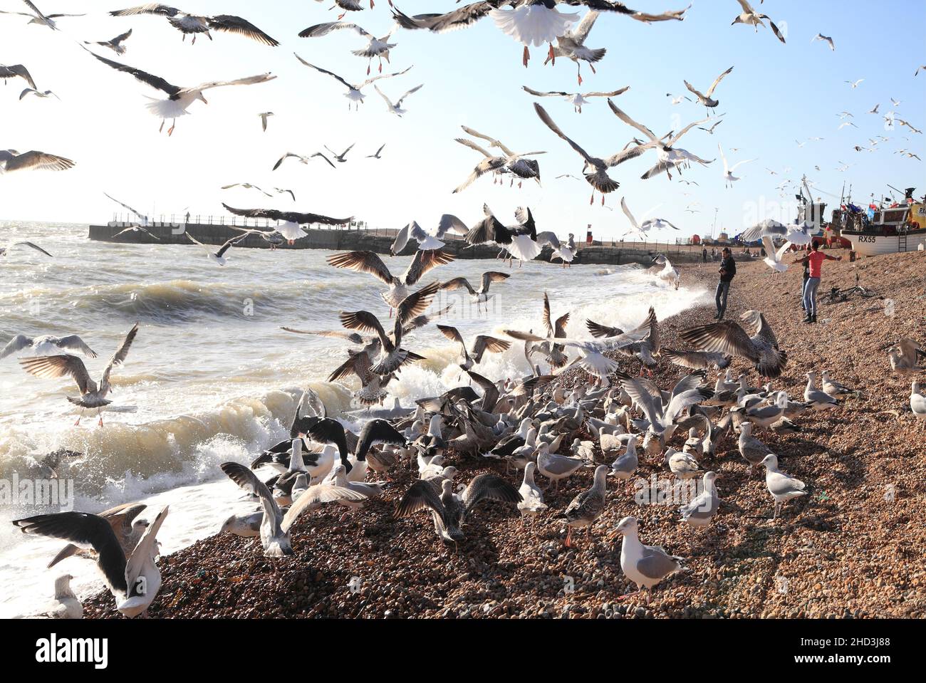 Flock of seagulls hi-res stock photography and images - Alamy
