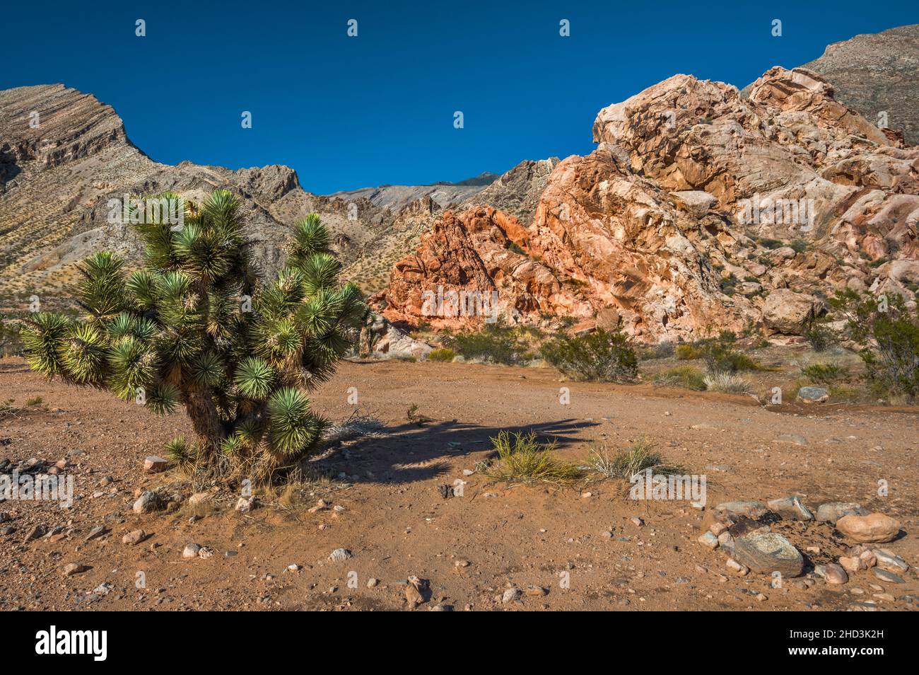 Joshua tree, fire ring, Jurassic sandstone rocks, Paleozoic marine ...