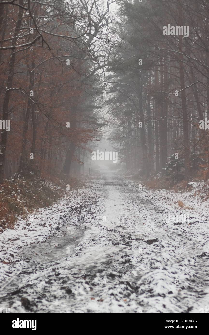 Woodland path with fog hi-res stock photography and images - Alamy