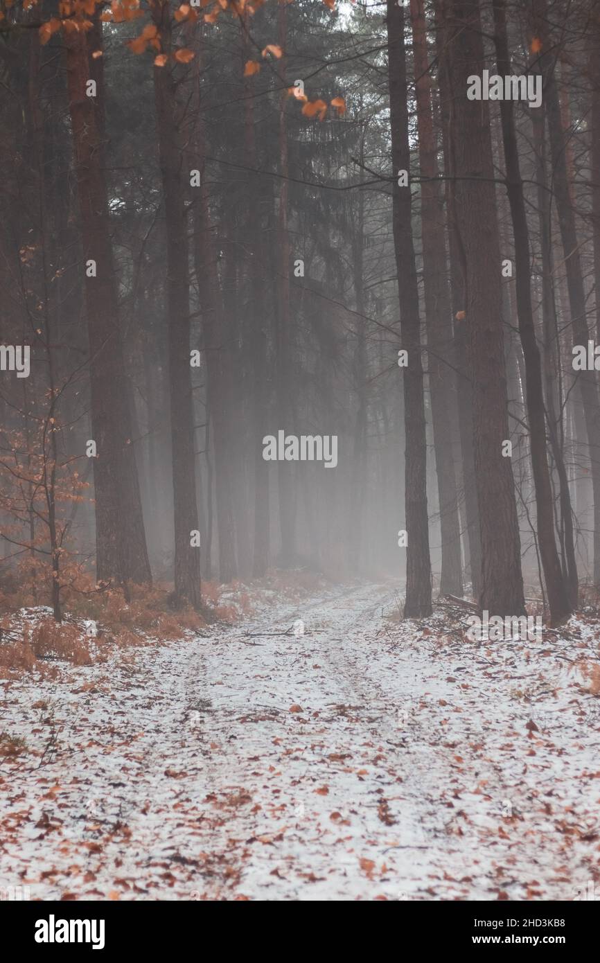 Fog trees path hi-res stock photography and images - Alamy