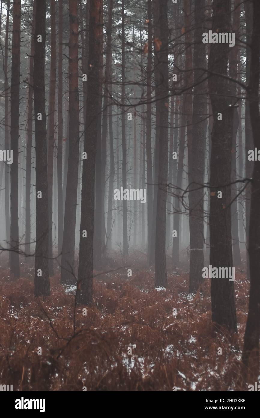 Dark spooky forest winter snow hi-res stock photography and images - Alamy
