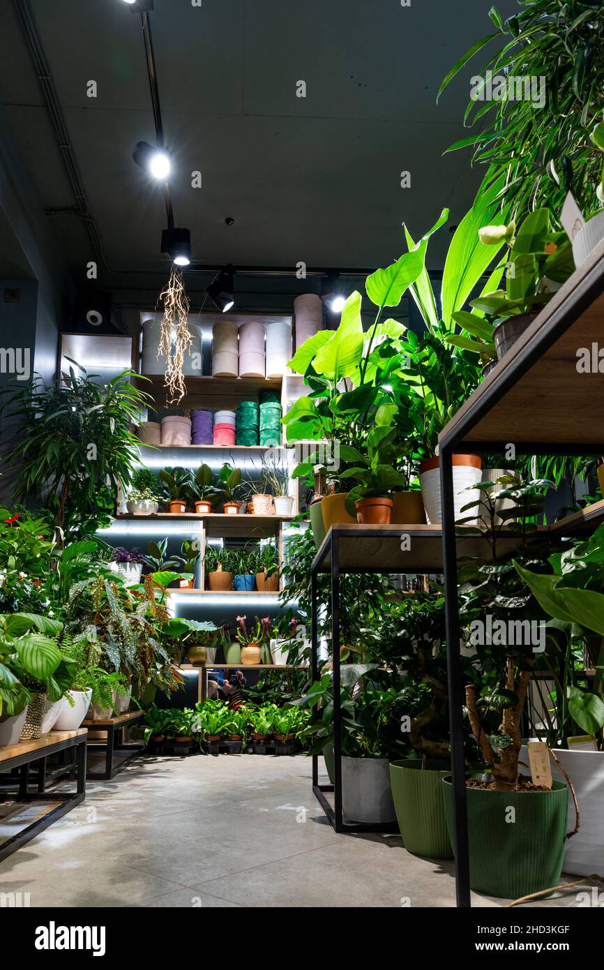 stylish interior in the style of a loft flower shop with potted plants ...
