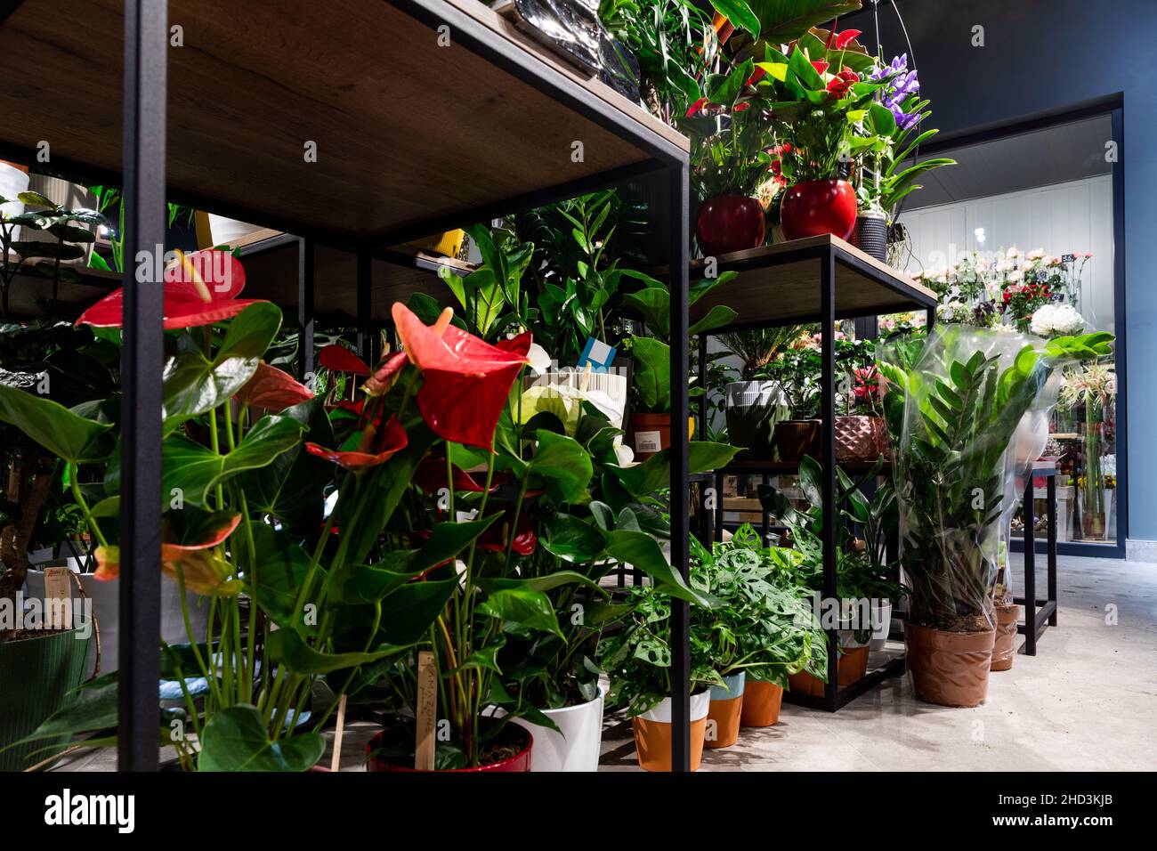 flower shop interior with potted plants on shelves Stock Photo - Alamy