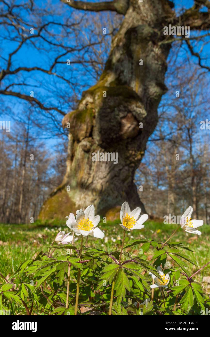 Flowering wood anemones at an old oak tree Stock Photo - Alamy