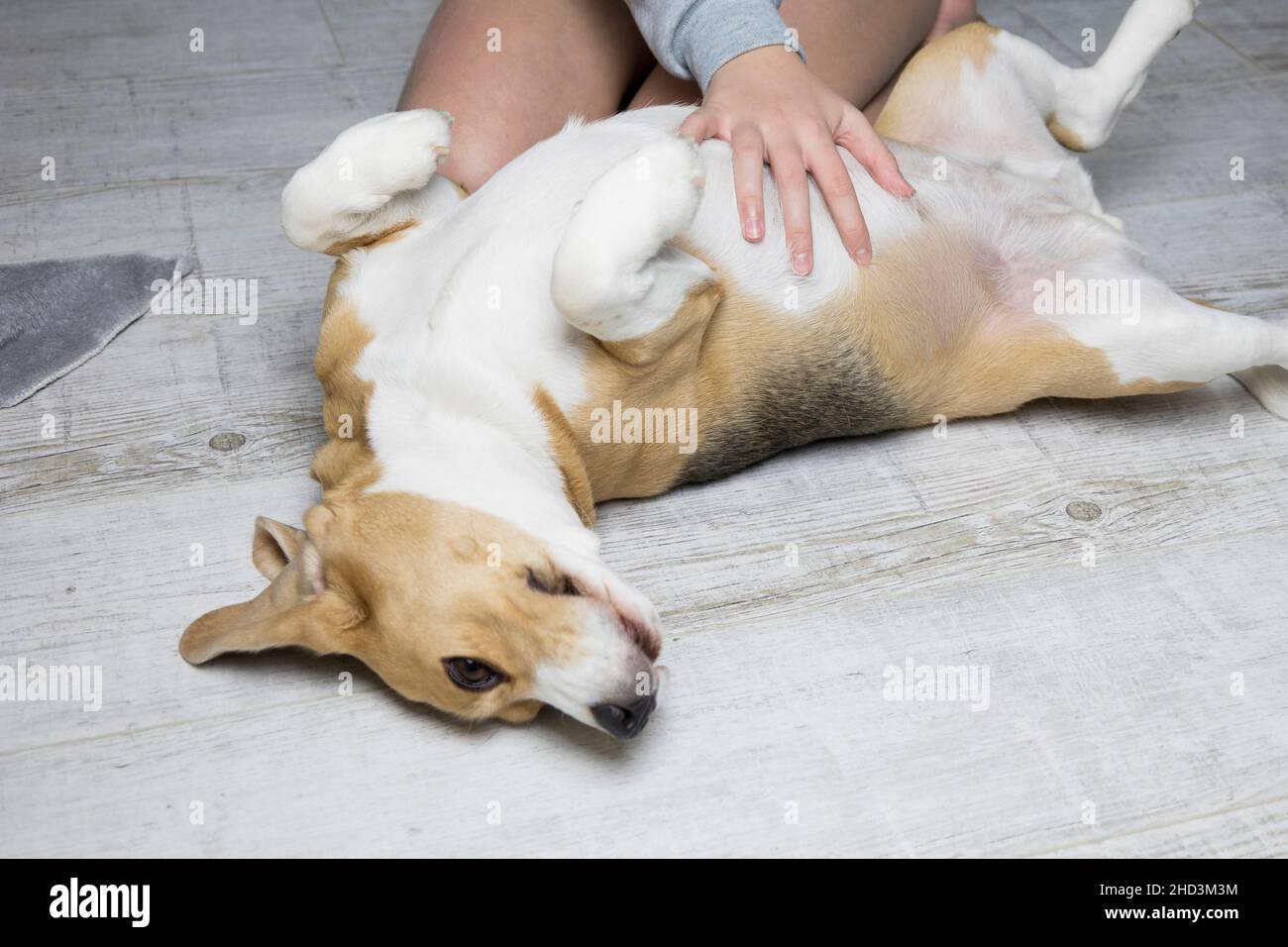 the owner strokes the beagle dog, the dog lies on his back and rejoices ...