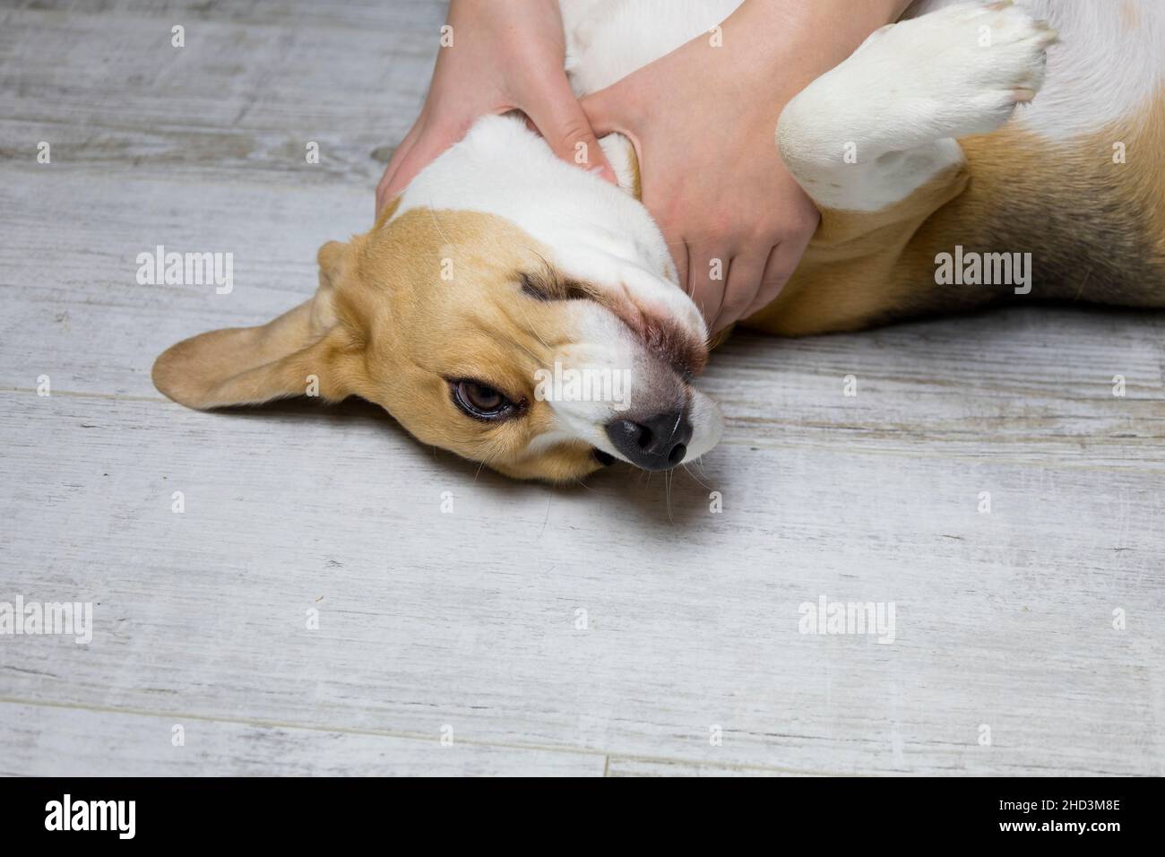the owner strokes the beagle dog, the dog lies on his back and rejoices ...