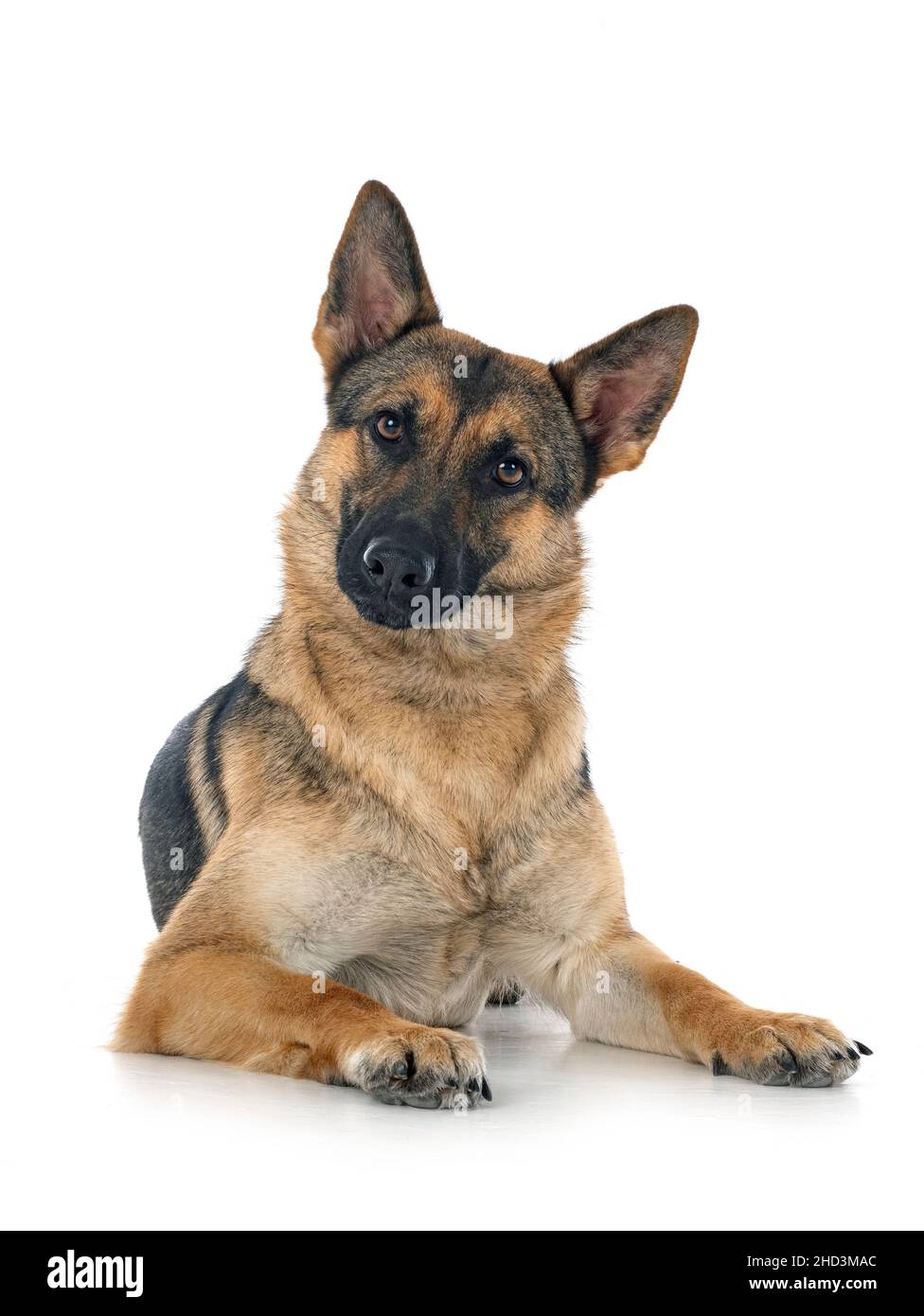gray german shepherd in front of white background Stock Photo - Alamy