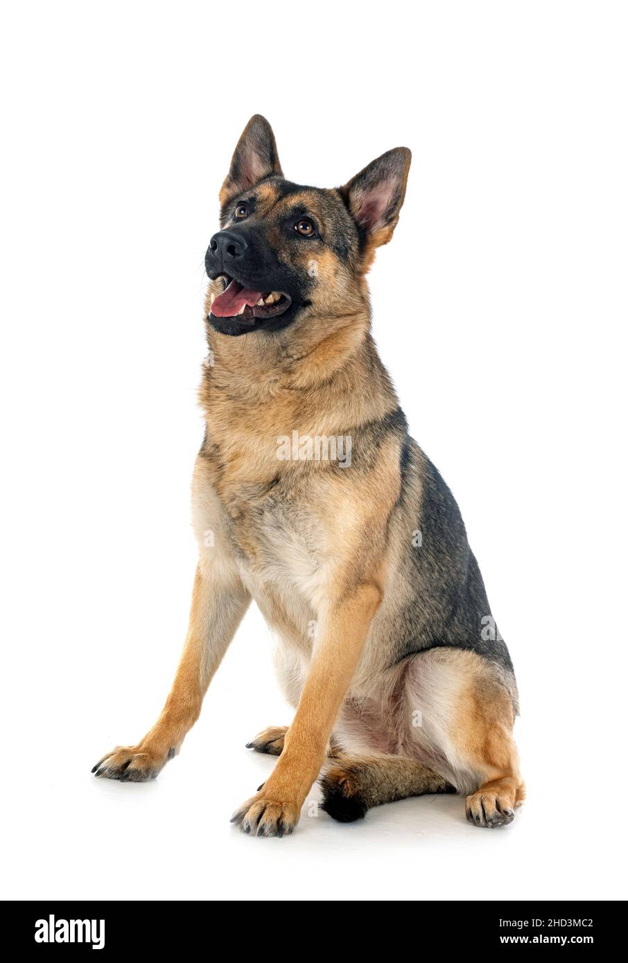 gray german shepherd in front of white background Stock Photo - Alamy