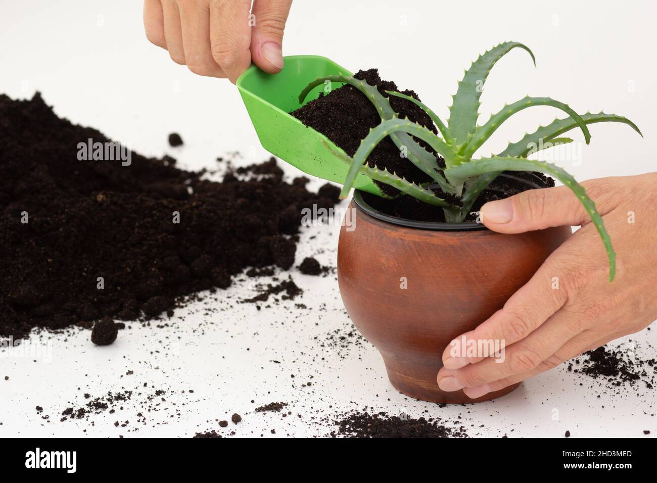 Woman hand putting soil using scoop into pot with aloe vera plant Stock ...