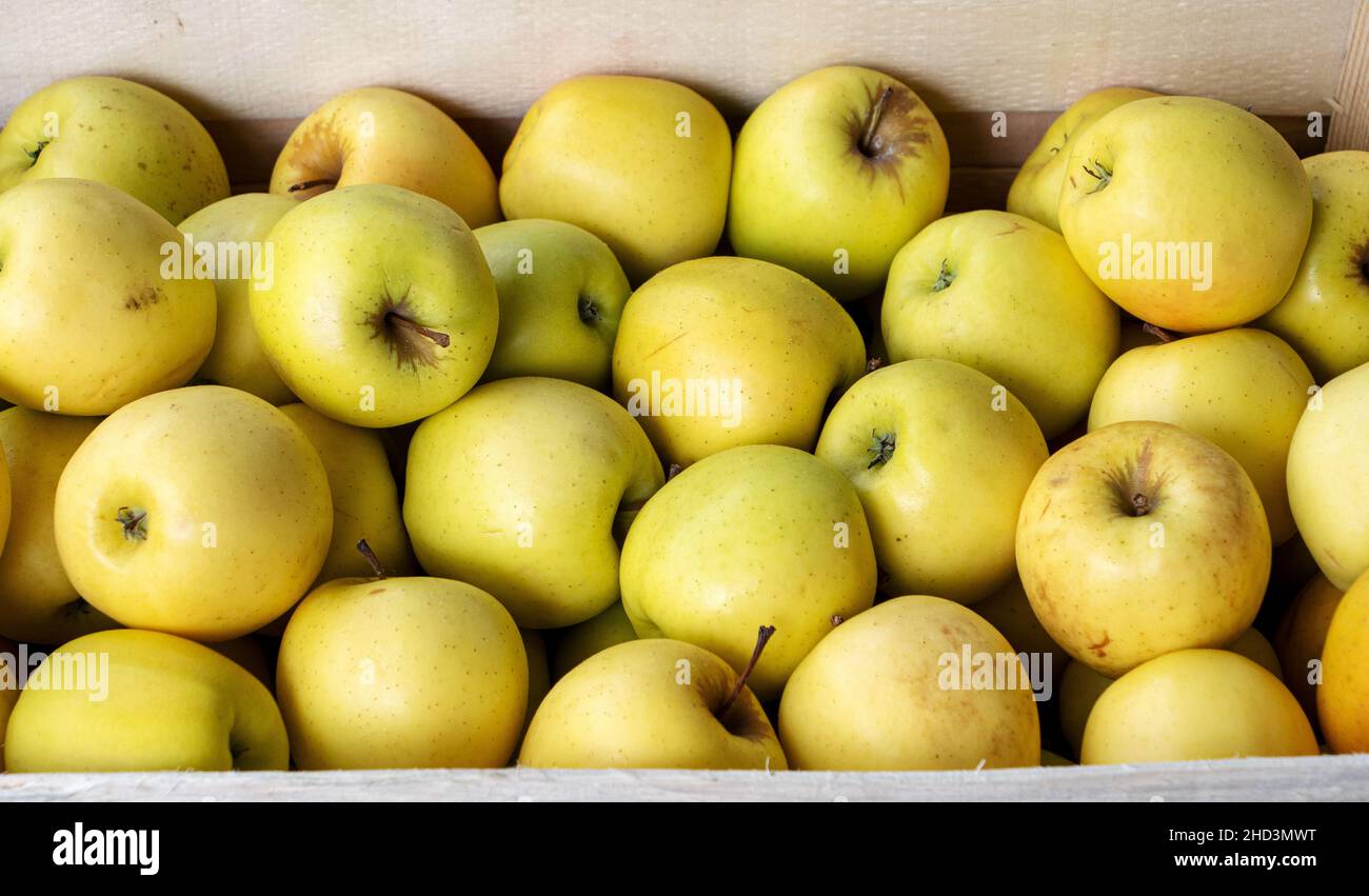 fresh golden apples in a wooden crate Stock Photo - Alamy