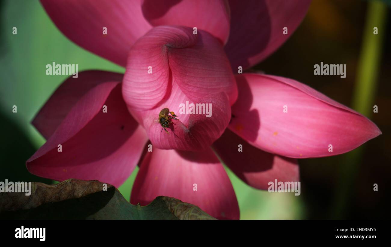 Close-up photos of Lotus flower and bees Stock Photo - Alamy